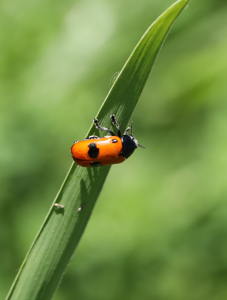 Clytra laeviuscula from Gonfreville-l'Orcher, France on June 16, 2022 ...