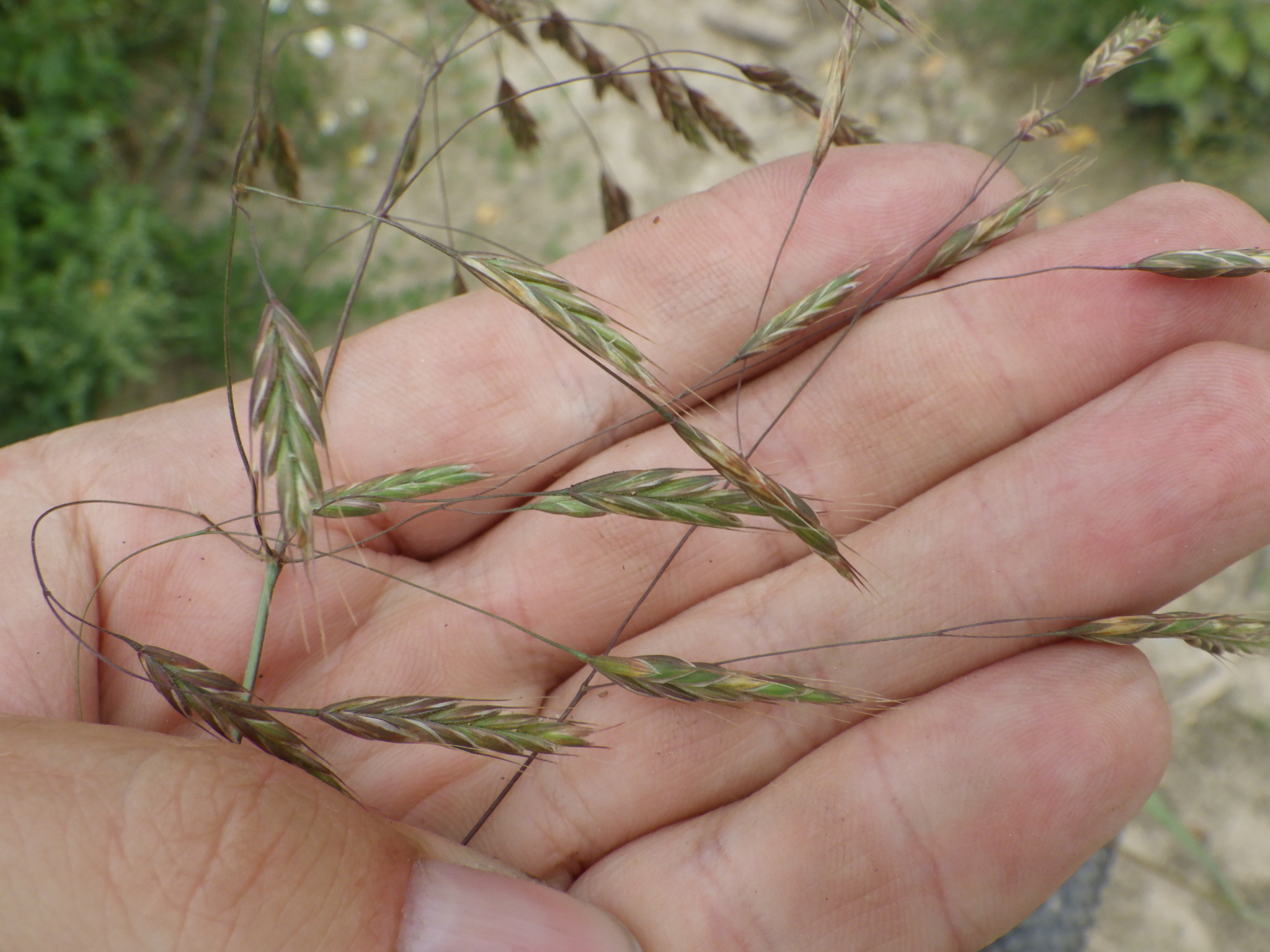 Bromus arvensis L.