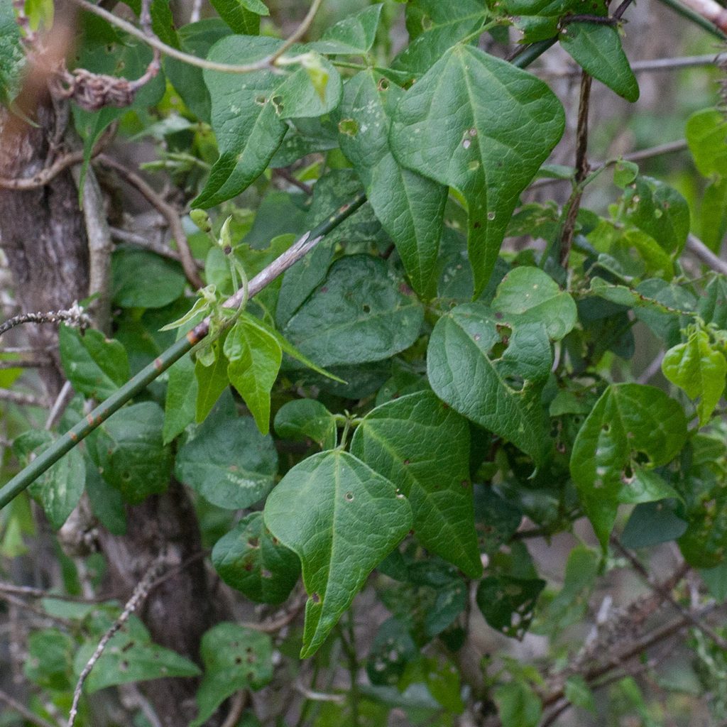 Haaps from Grootbos, Overberg District Municipality, South Africa on ...