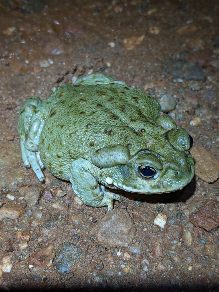 Sonoran Desert Toad from Pima, Arizona, United States on August 20 ...
