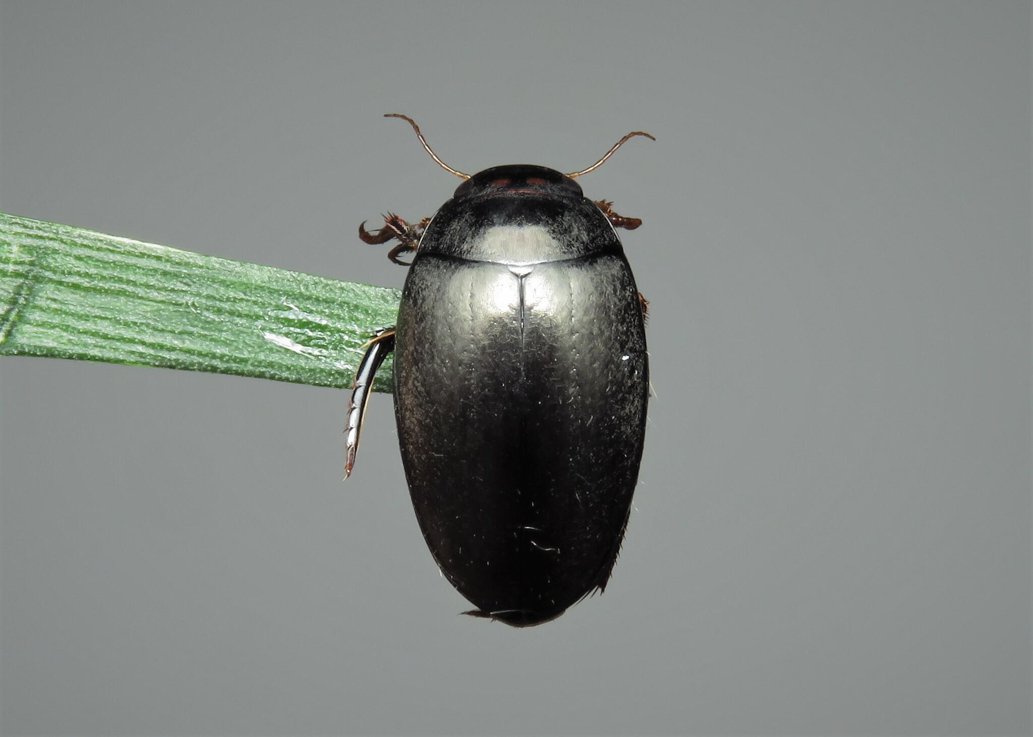 Agabus bipustulatus (Linnaeus, 1767)
