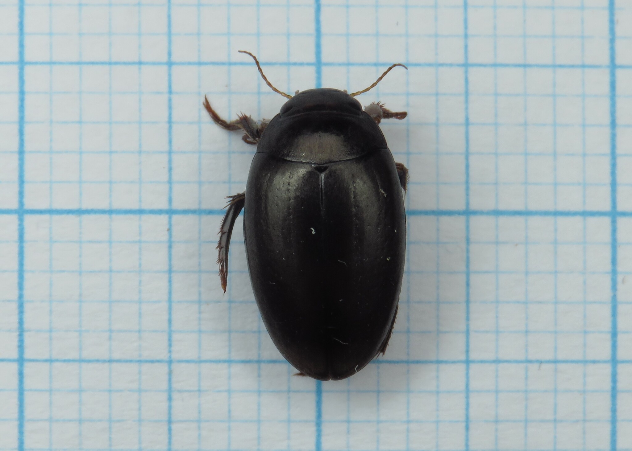 Agabus bipustulatus (Linnaeus, 1767)