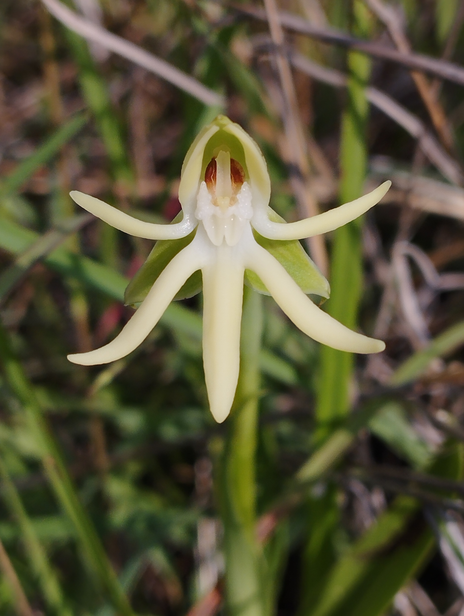 Habenaria trifida Kunth