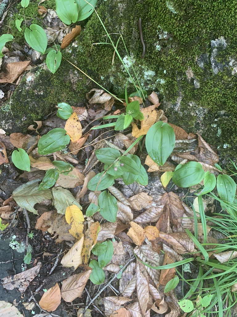 Canada mayflower from Floyd Ackert Rd, New Paltz, NY, US on August 23 ...