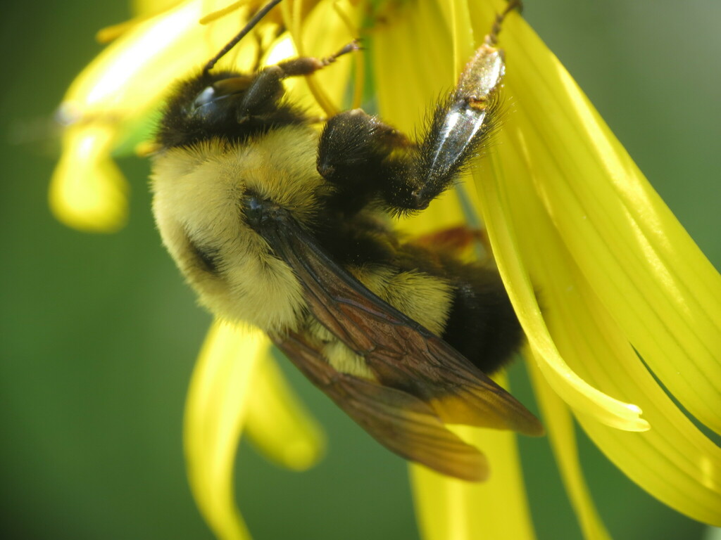 Rusty-patched Bumble Bee in August 2022 by wmct276 · iNaturalist