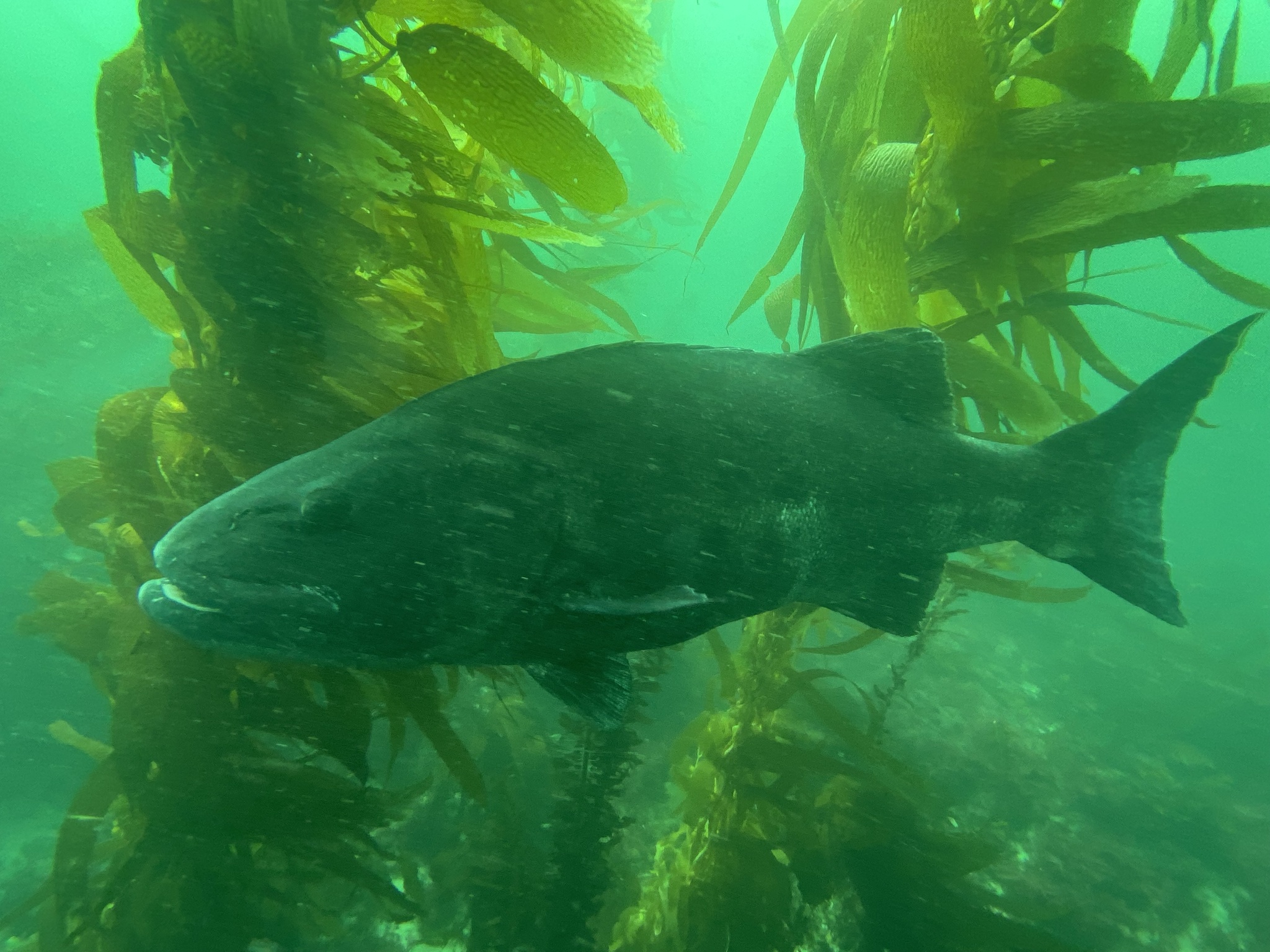 Polyprionidae