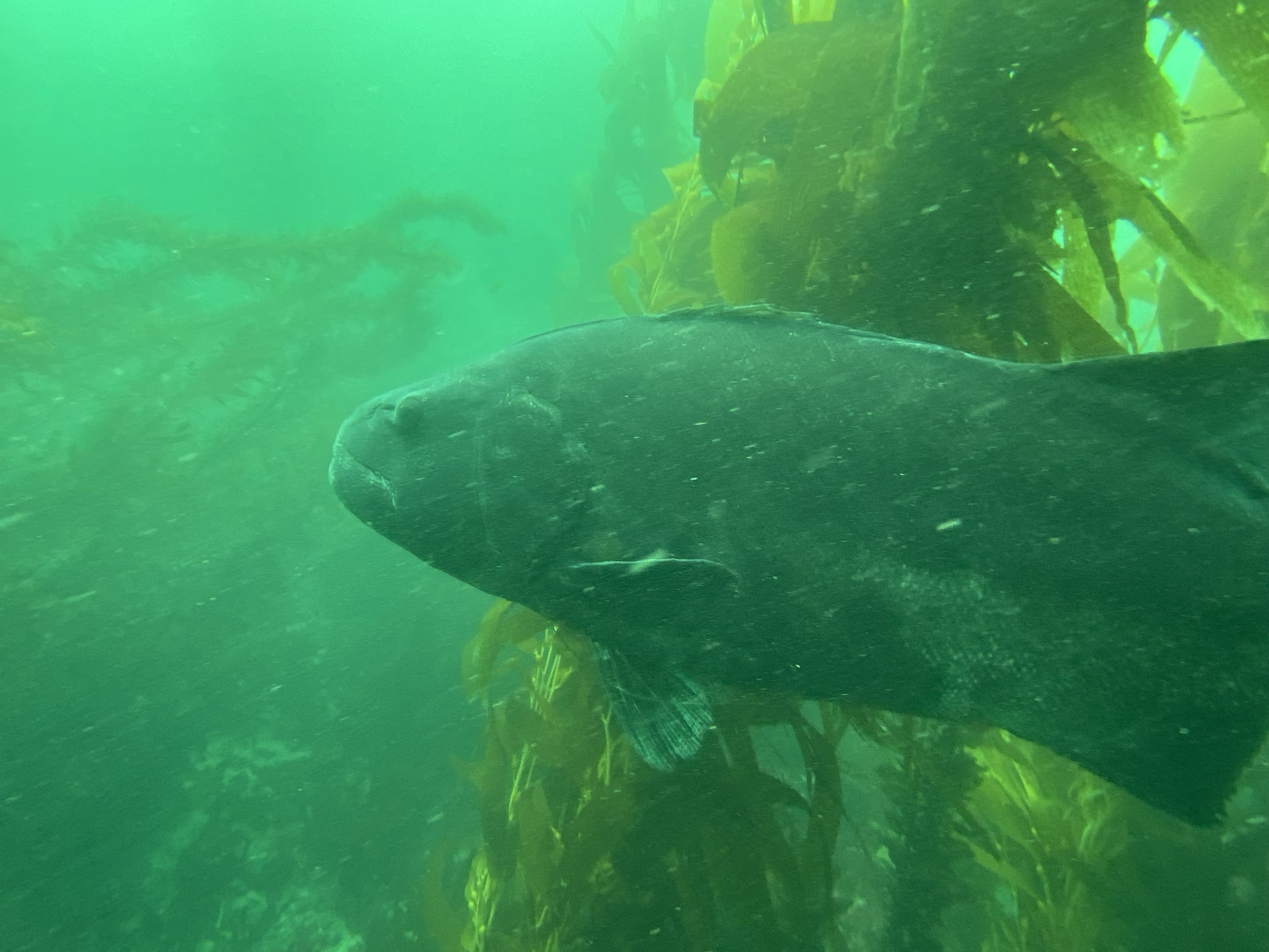 Polyprionidae
