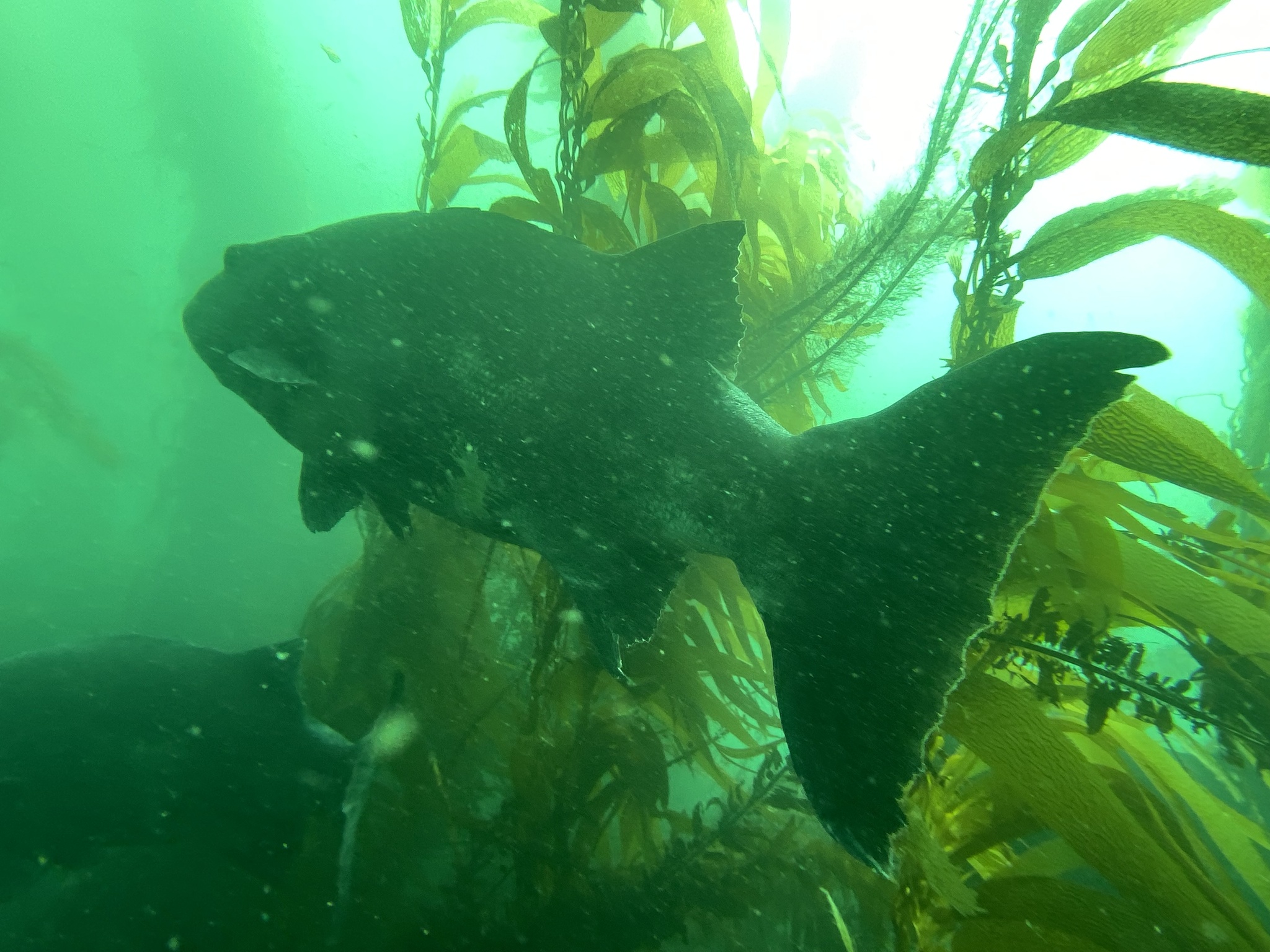 Polyprionidae