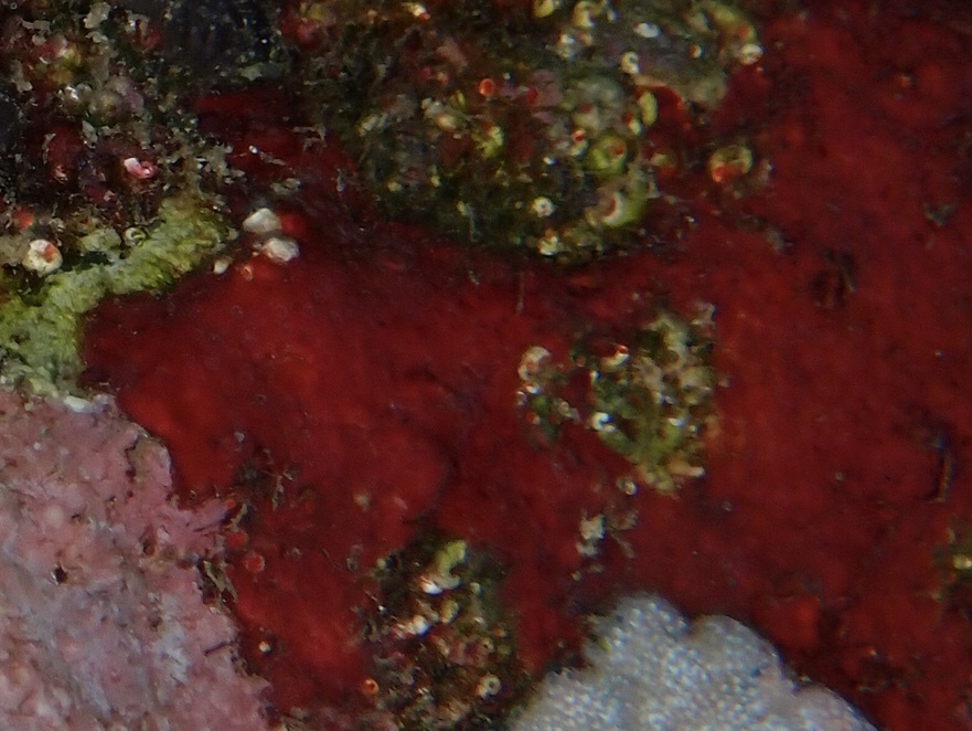 Mycale cecilia de Laubenfels, 1936