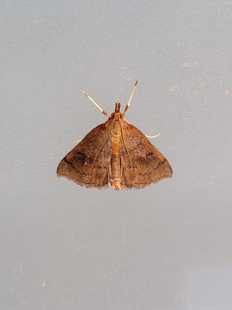 Mint Root Borer Moth from Benton Township, OH, USA on August 23, 2022 ...