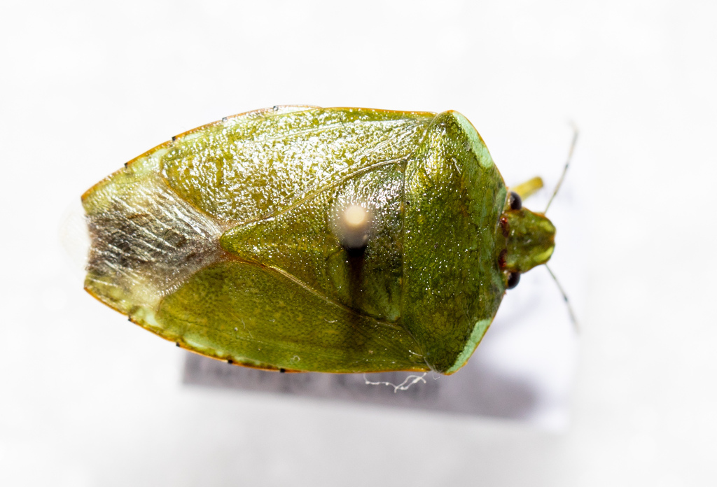 Green Stink Bug from Delhi, OH, USA on September 15, 2017 at 04:57 AM ...