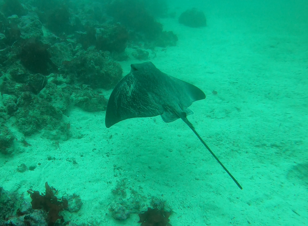 Peruvian Eagle Ray in April 2022 by Billy Bensted-Smith · iNaturalist