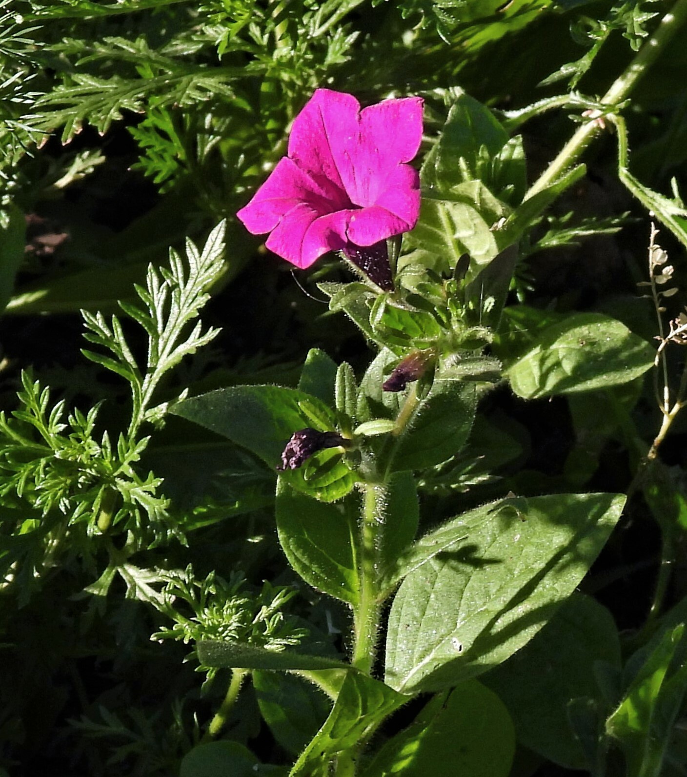 Petunia inflata R.E.Fr.