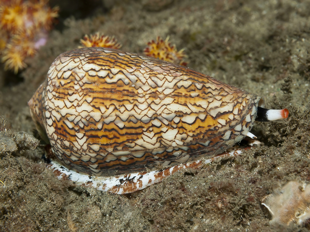 Textile Cone from South West Rocks NSW 2431, Australia on May 18, 2012 ...