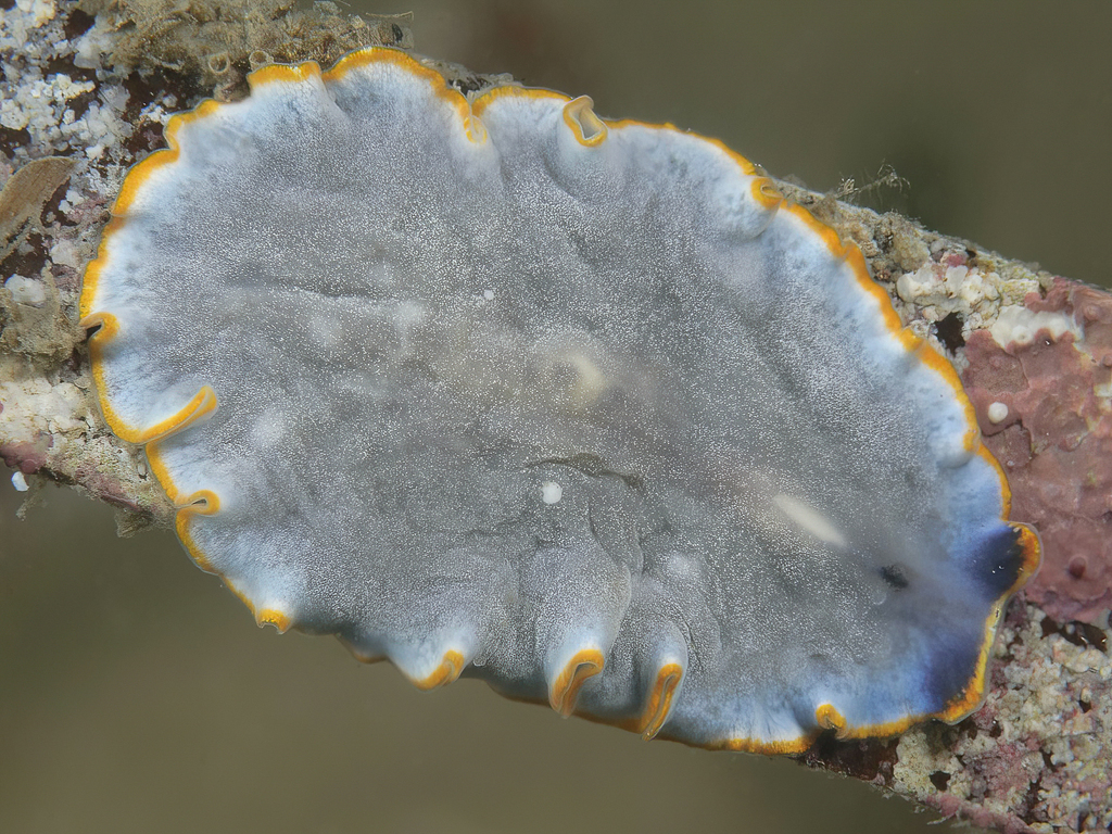Cycloporus venetus from Pipeline, Port Stephens NSW 2319, Australia on ...