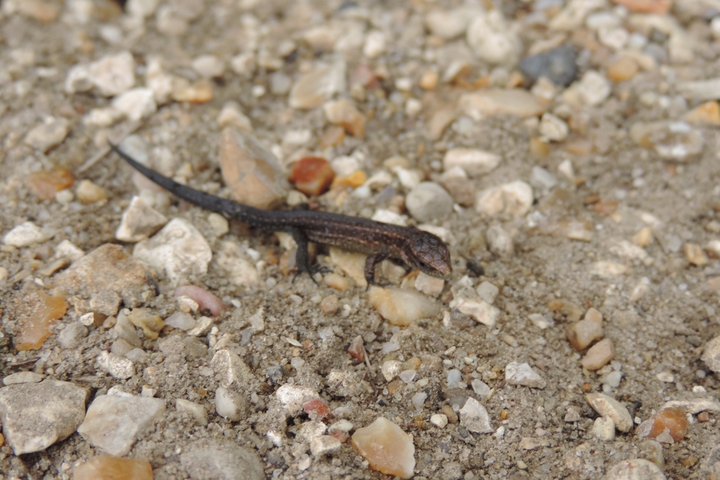 Viviparous Lizard from Longcross, Chertsey KT16 0ED, UK on August 23 ...