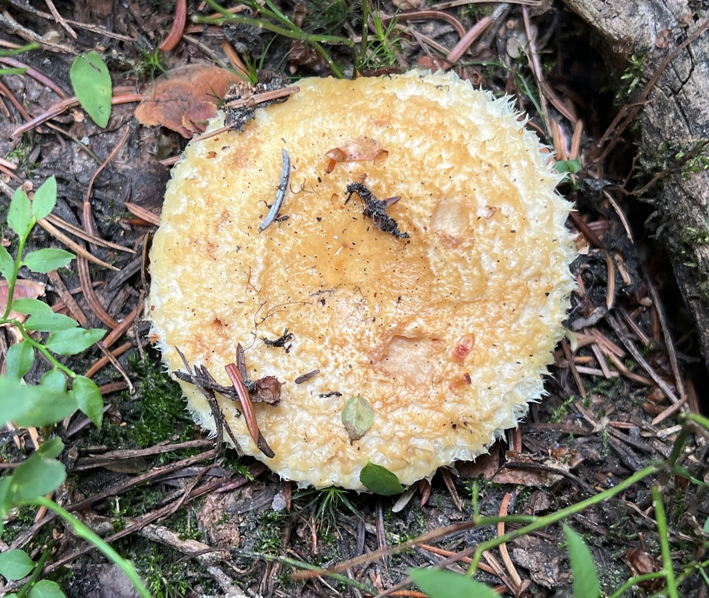 Purple-staining Bearded Milk Cap in August 2022 by joemat · iNaturalist