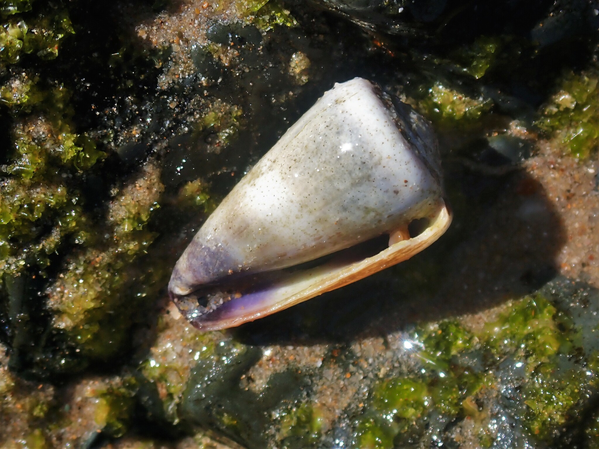 Conus muriculatus G.B.Sowerby I, 1833