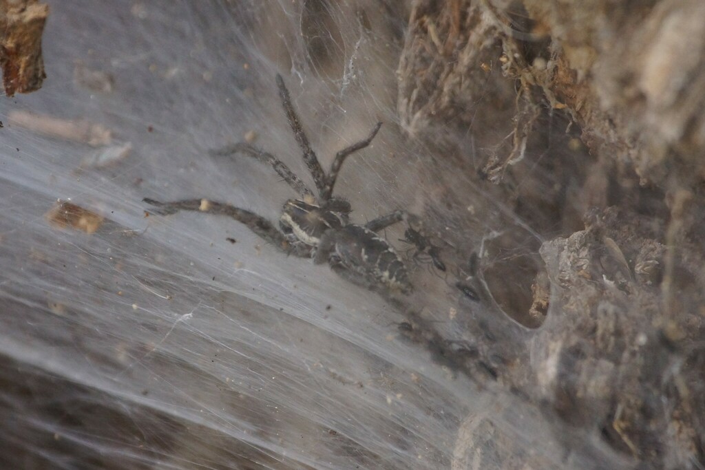 Sosippus californicus from Santa Cruz County, AZ, USA on July 22, 2022 ...