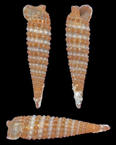 Mastonia funebris · iNaturalist