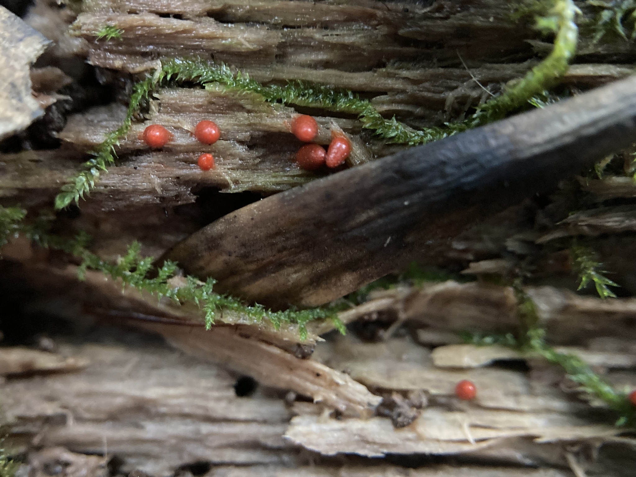 Lycogala conicum Pers., 1801