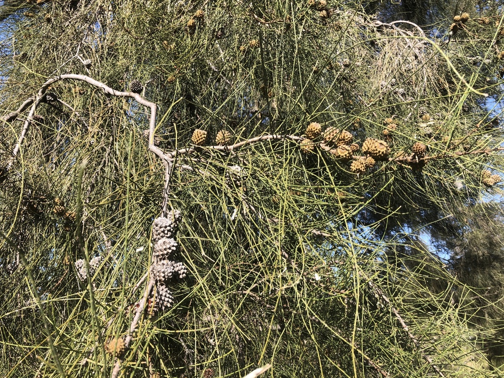 Belah (Casuarina cristata) - Botanical Realm