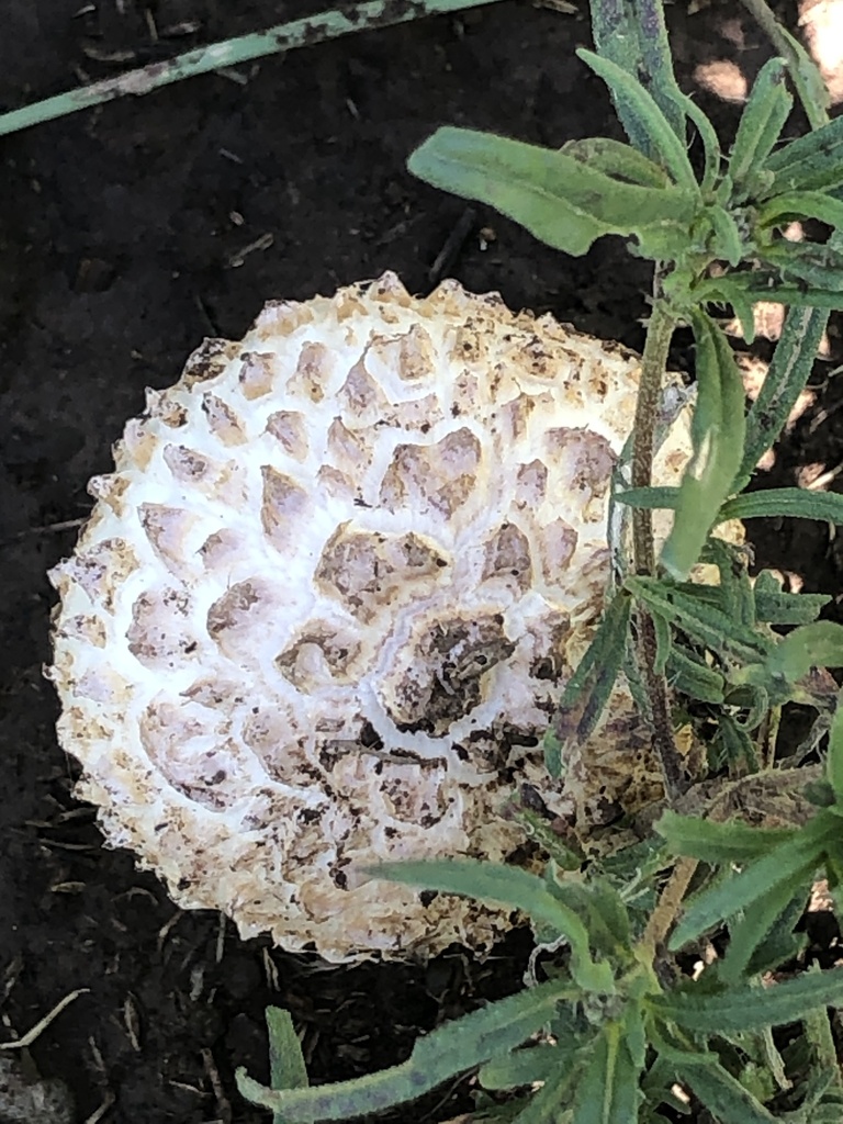 Amanita Sect. Lepidella from Coconino National Forest, Camp Verde, AZ ...