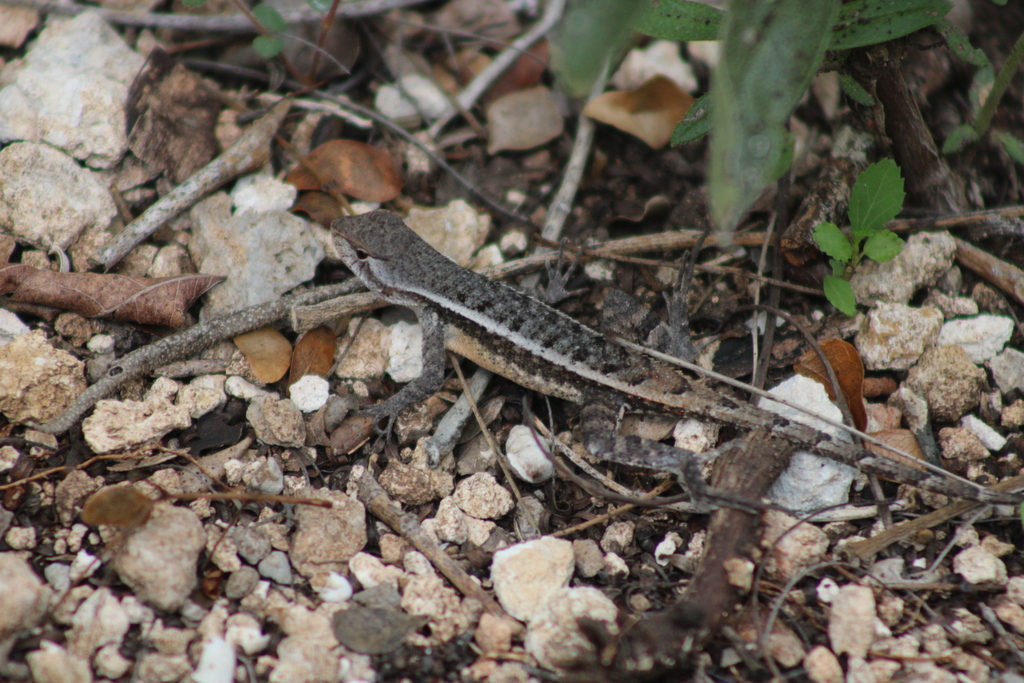 Yellow-spotted Spiny Lizard from Homún, Yuc., México on August 20, 2022 ...