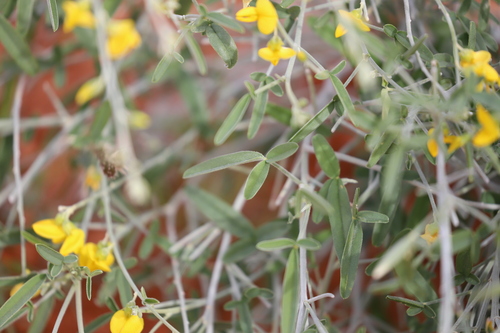 Subspecies Crotalaria eremaea eremaea · iNaturalist