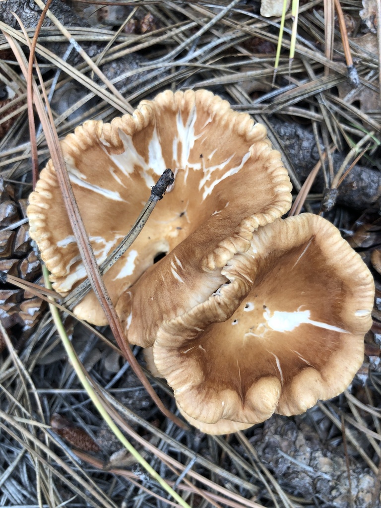 Common Funnel from Coconino National Forest, Happy Jack, AZ, US on ...