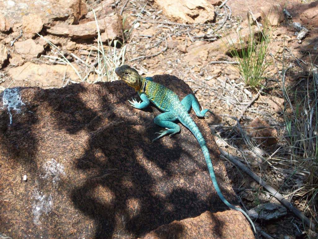 Eastern Collared Lizard from Comanche County, Oklahoma, USA on July 11 ...
