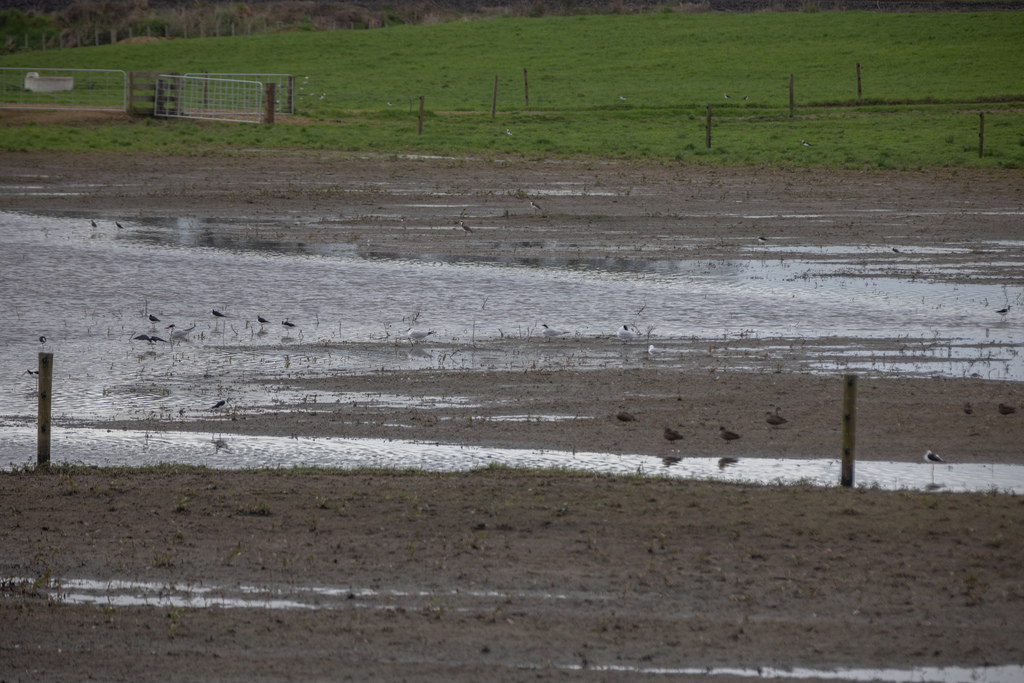 Caspian Tern in August 2022 by Shaun Lee. At least five birds about ...