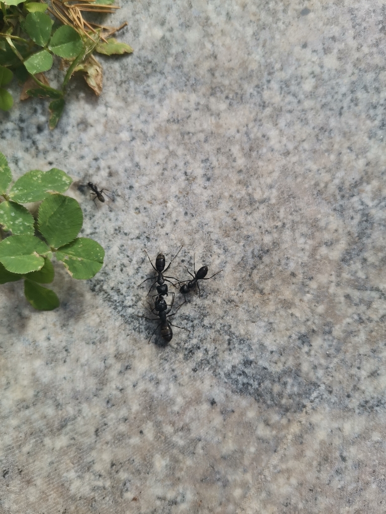Japanese Carpenter Ant from 黑龙江省哈尔滨市香坊区和兴 on August 24, 2022 at 08:36 ...