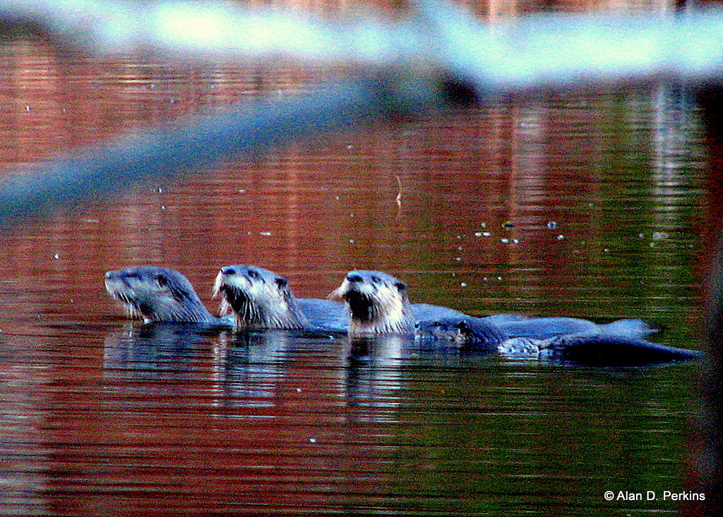 North American River Otter from Deerfield, NH, USA on November 18, 2005 ...