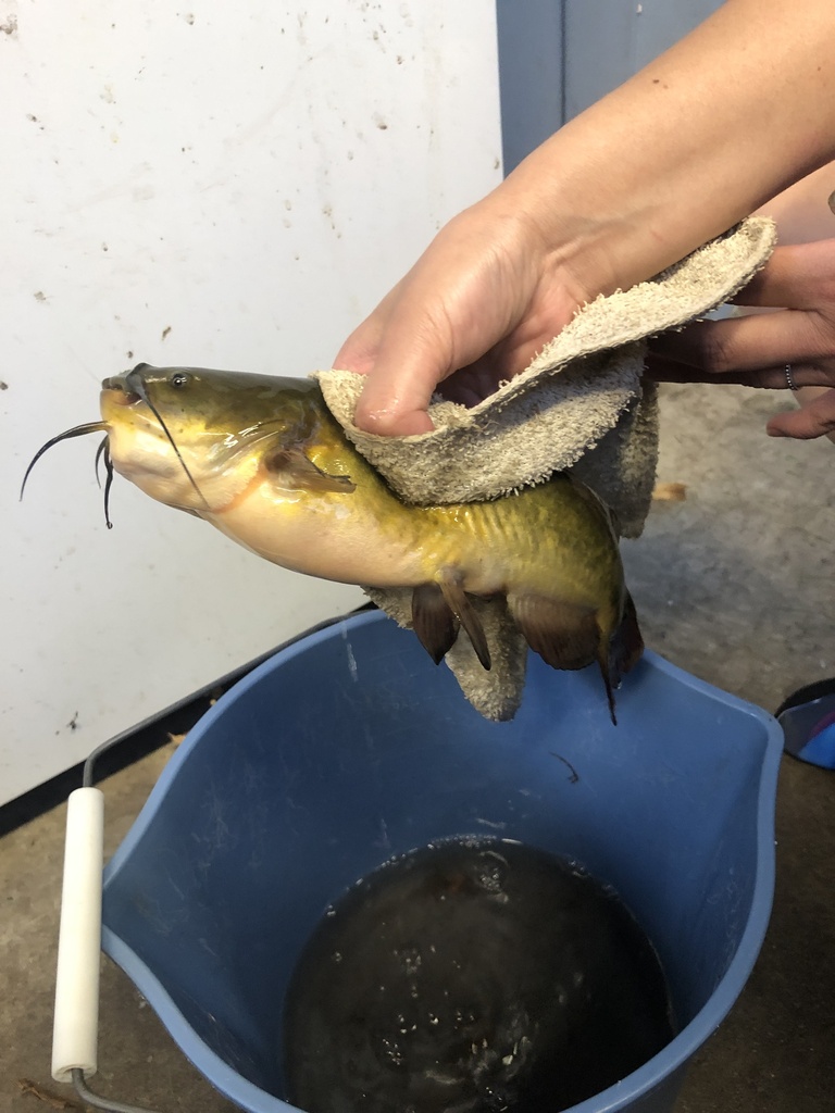 Black Bullhead from 132nd Ave NE, Spicer, MN, US on August 23, 2022 at ...