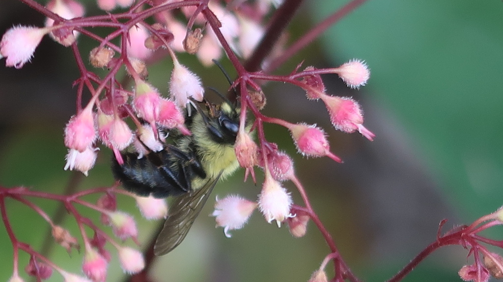 Common Eastern Bumble Bee from St. Catharines, ON, Canada on August 23 ...