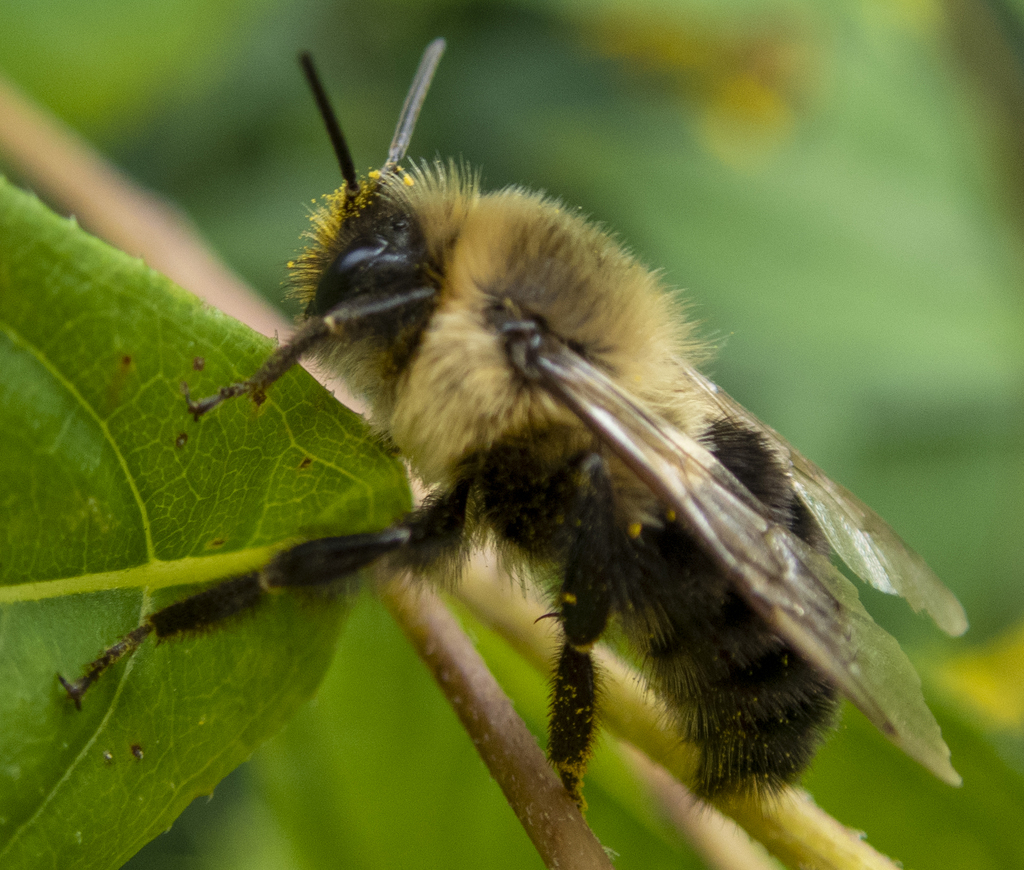 Common Eastern Bumble Bee from Shepard Settlement, Onondaga County, NY ...