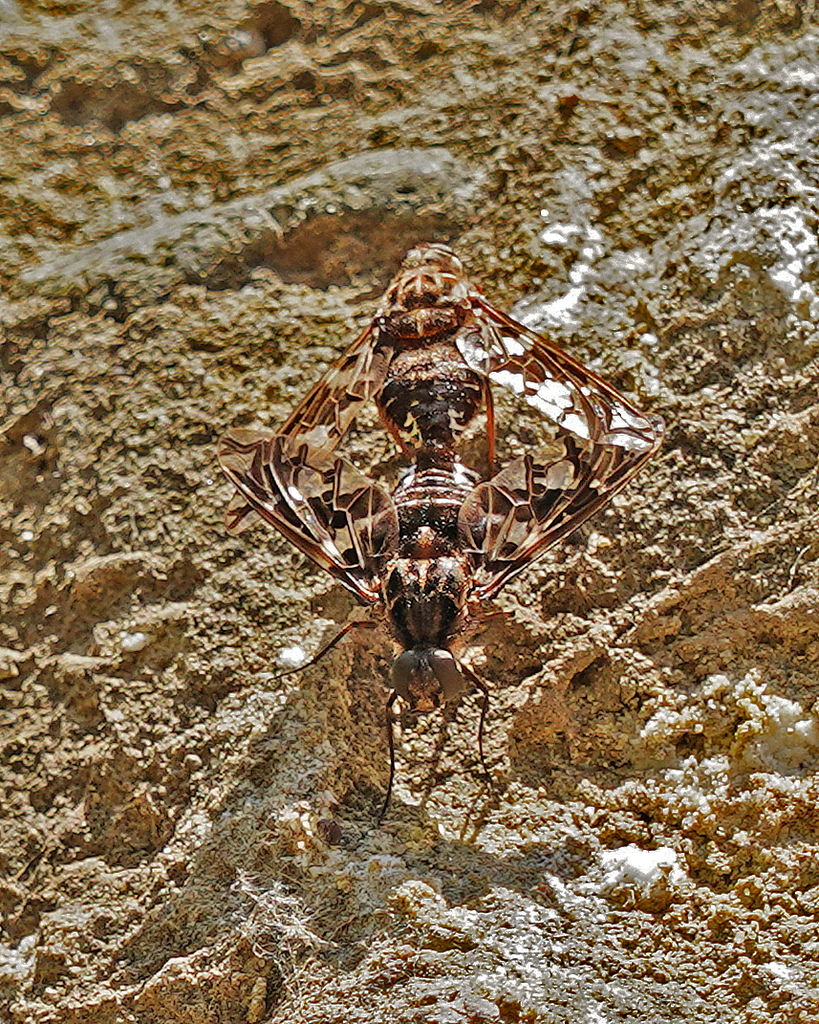 Xenox habrosus from Santiago Oaks Regional Park, CA, USA on August 23 ...
