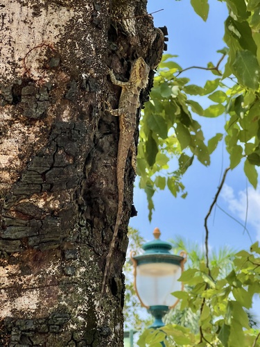Myanmar Blue Crested Lizard (Calotes mystaceus) - Snakes and Lizards