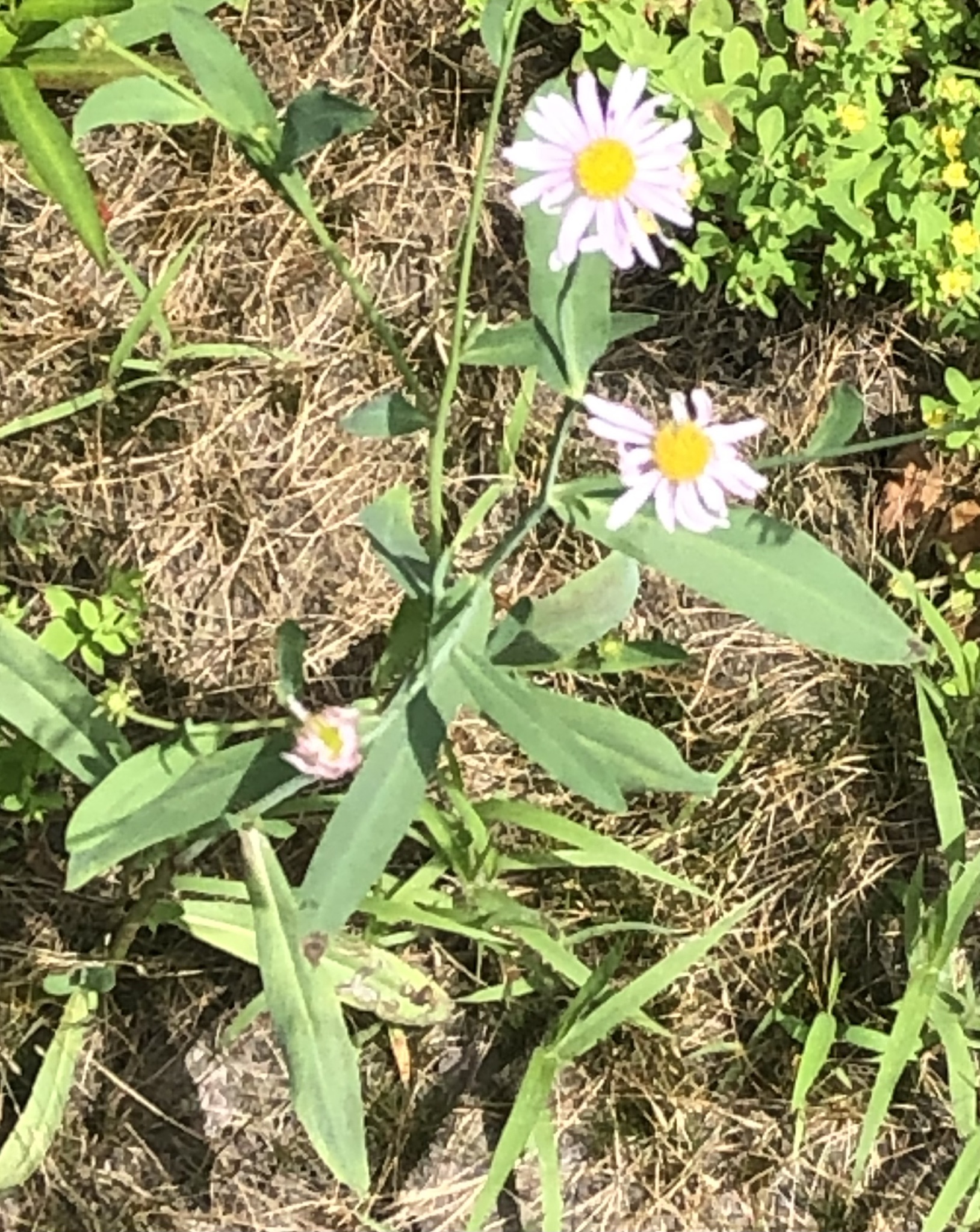 Boltonia montana J.F.Towns. & Kar.-Castro