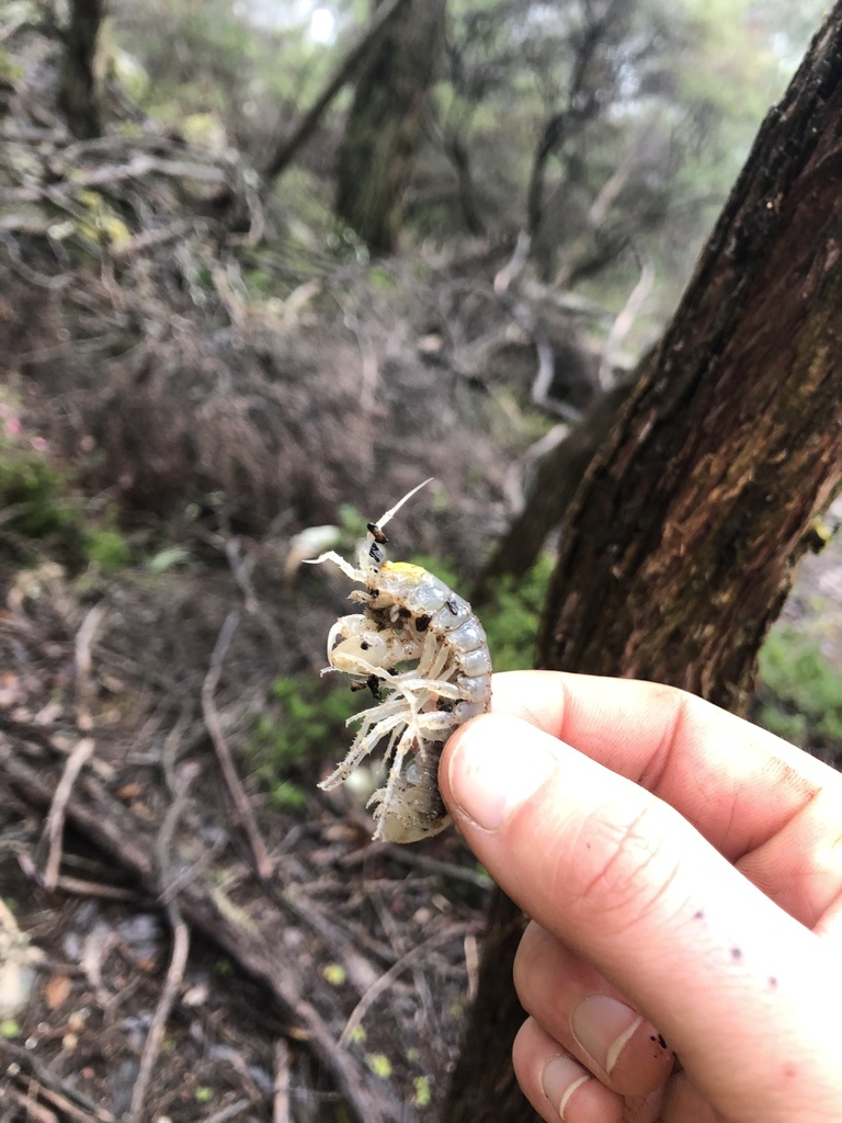 Phreatoicopsis raffae in June 2020 by riverredgum. Found in burrows in ...