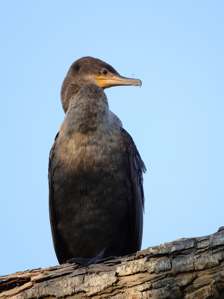 Neotropic Cormorant from Cd de Villaldama, N.L., México on July 20 ...