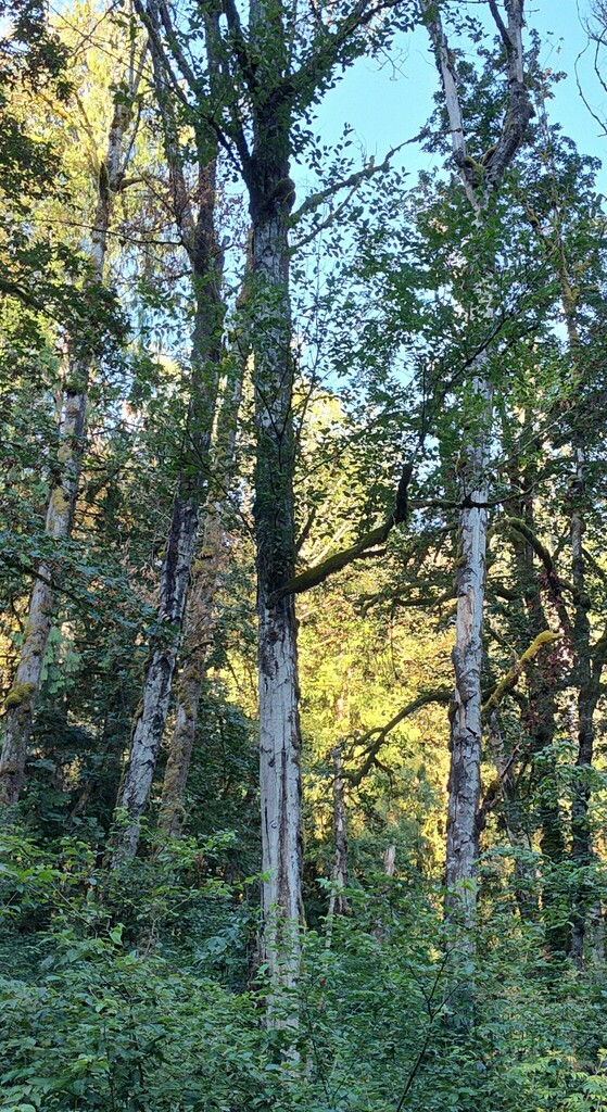 Red Alder from Forest Highlands, Portland, OR, USA on August 23, 2022 ...