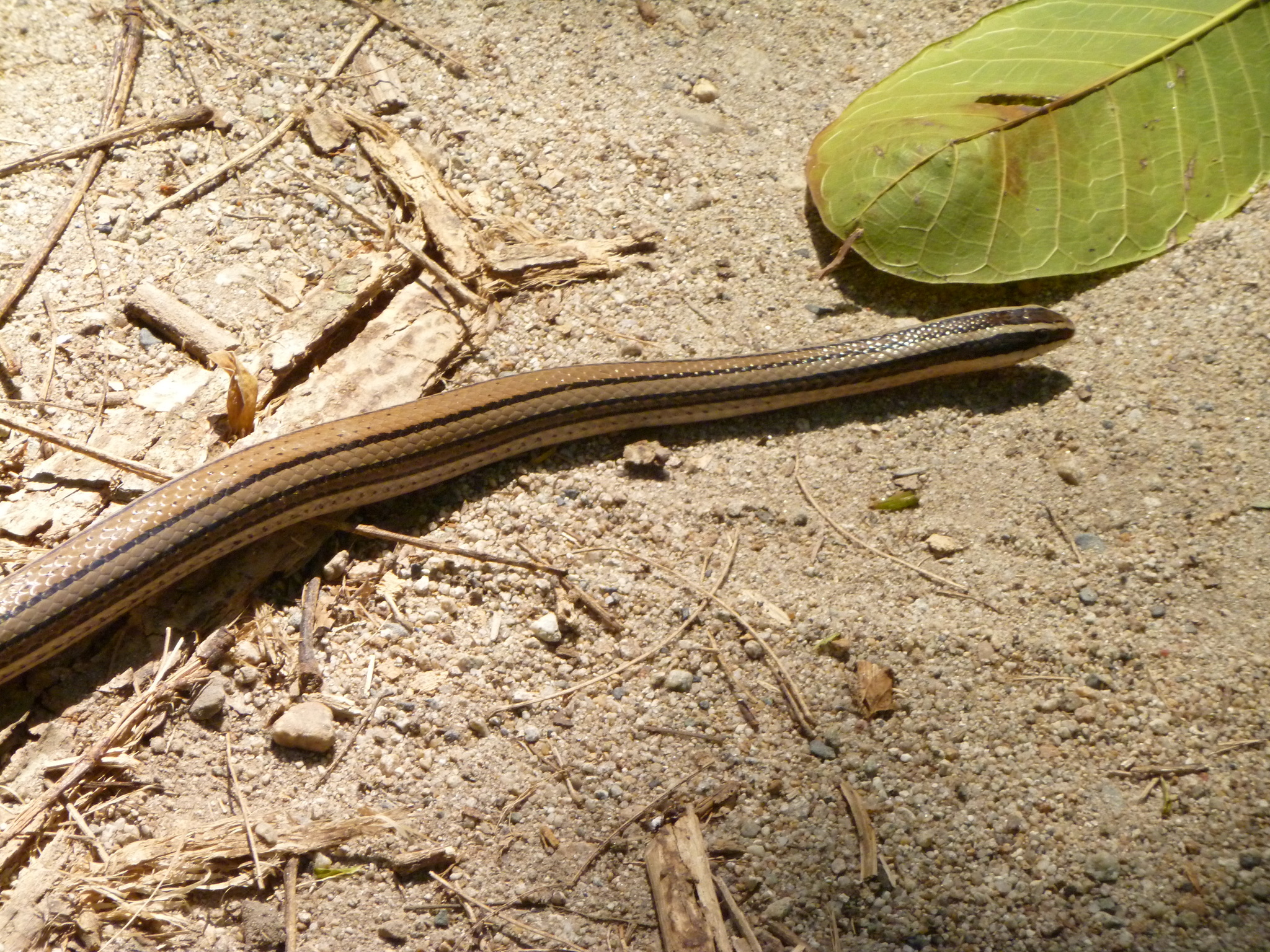 Conophis vittatus Peters, 1860