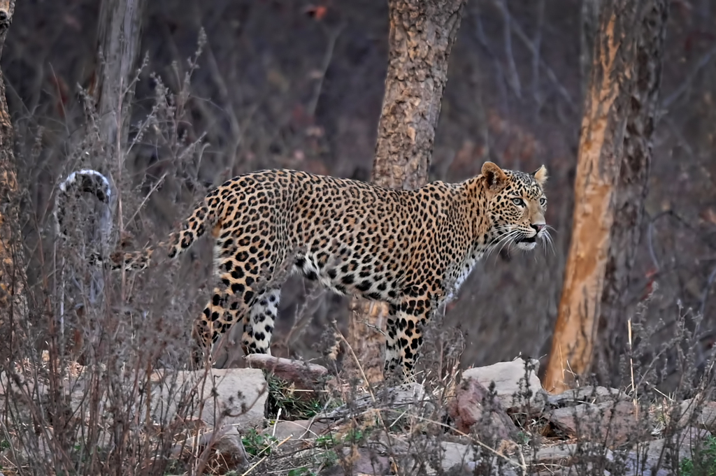 Indian Leopard in April 2022 by Yuwaraj Gurjar · iNaturalist