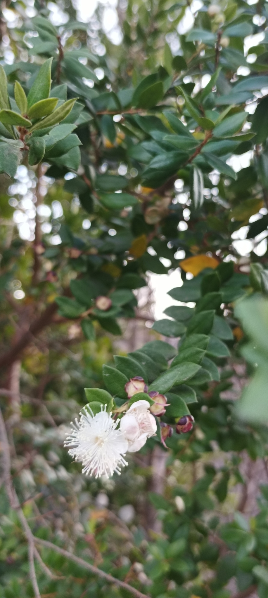 Luma chequen (Molina) A.Gray