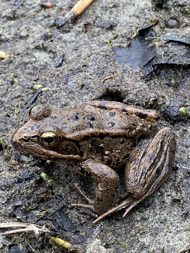 Northern Red-legged Frog from Strathcona, BC, Canada on August 21, 2022 ...
