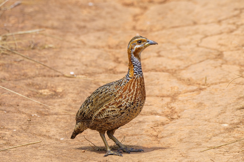 Red-winged Francolin from Chitipa, Malawi on August 20, 2022 at 11:26 ...