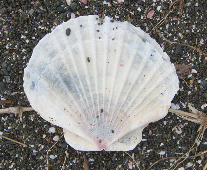 New Zealand Scallop from Moturua, Far North District, Northland, New ...