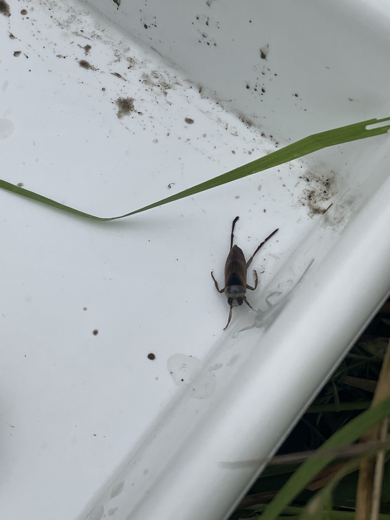 Eurasian Greater Water Boatman from Kirkemosevej, Løgten, Region ...